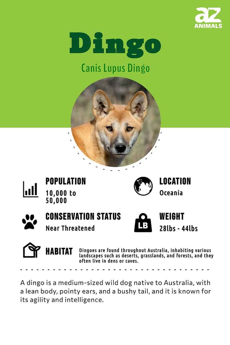 Dingo Animal Facts - Canis Lupus Dingo - A-Z Animals
