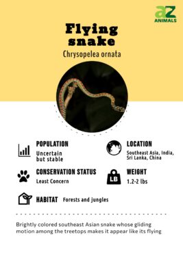 Flying Snake Animal Facts - Chrysopelea - A-Z Animals