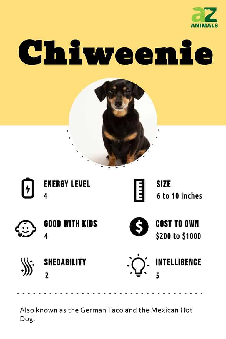Chiweenie Dog Breed Complete Guide - A-Z Animals