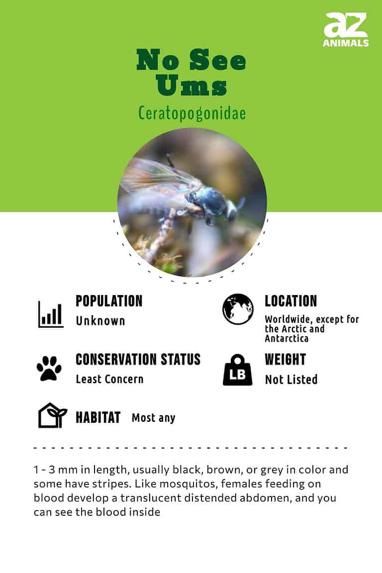 No See Ums Insect Facts - A-Z Animals