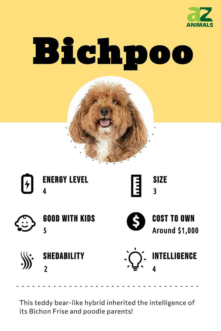 Bichpoo Dog Breed Complete Guide - A-Z Animals