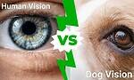Dog Vision vs. Human Vision: Who Can See Better? - A-Z Animals