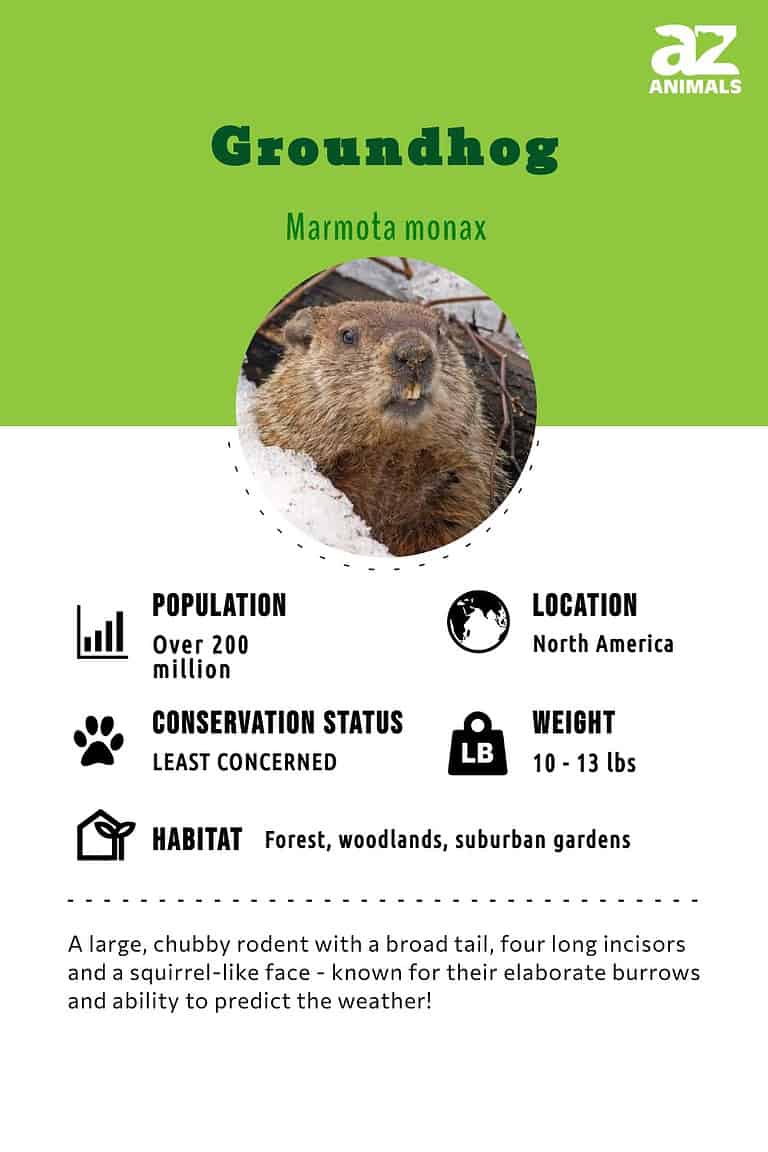 Groundhog (Woodchuck) Animal Facts - Marmota monax - A-Z Animals