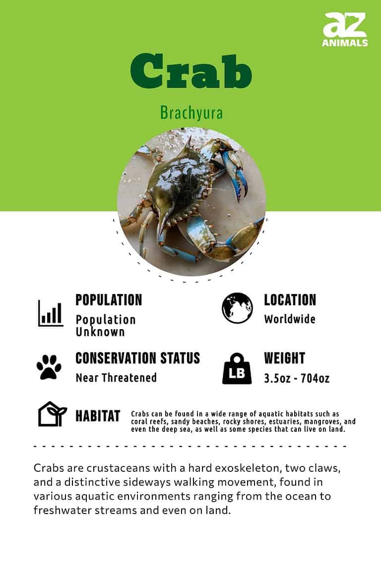 Crab Animal Facts - Brachyura - A-Z Animals
