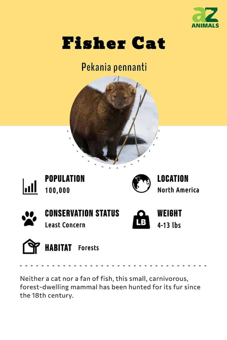 Fisher Animal Facts - Pekania pennanti - A-Z Animals