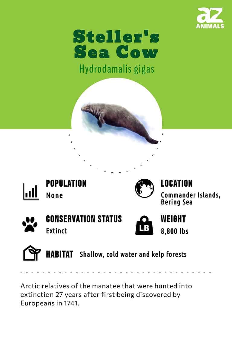 Steller’s Sea Cow Animal Facts - Hydrodamalis Gigas - A-Z Animals