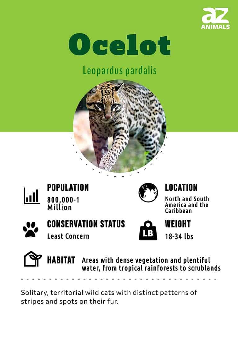 Ocelot Animal Facts - Leopardus pardalis - A-Z Animals