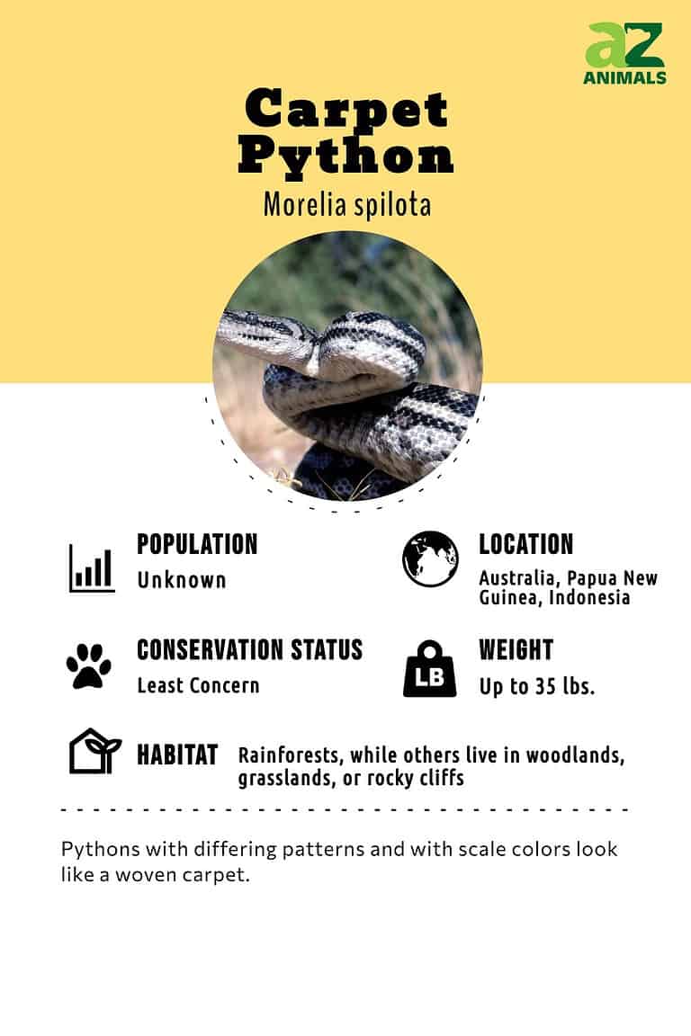 Carpet Python Animal Facts - Morelia spilota - A-Z Animals