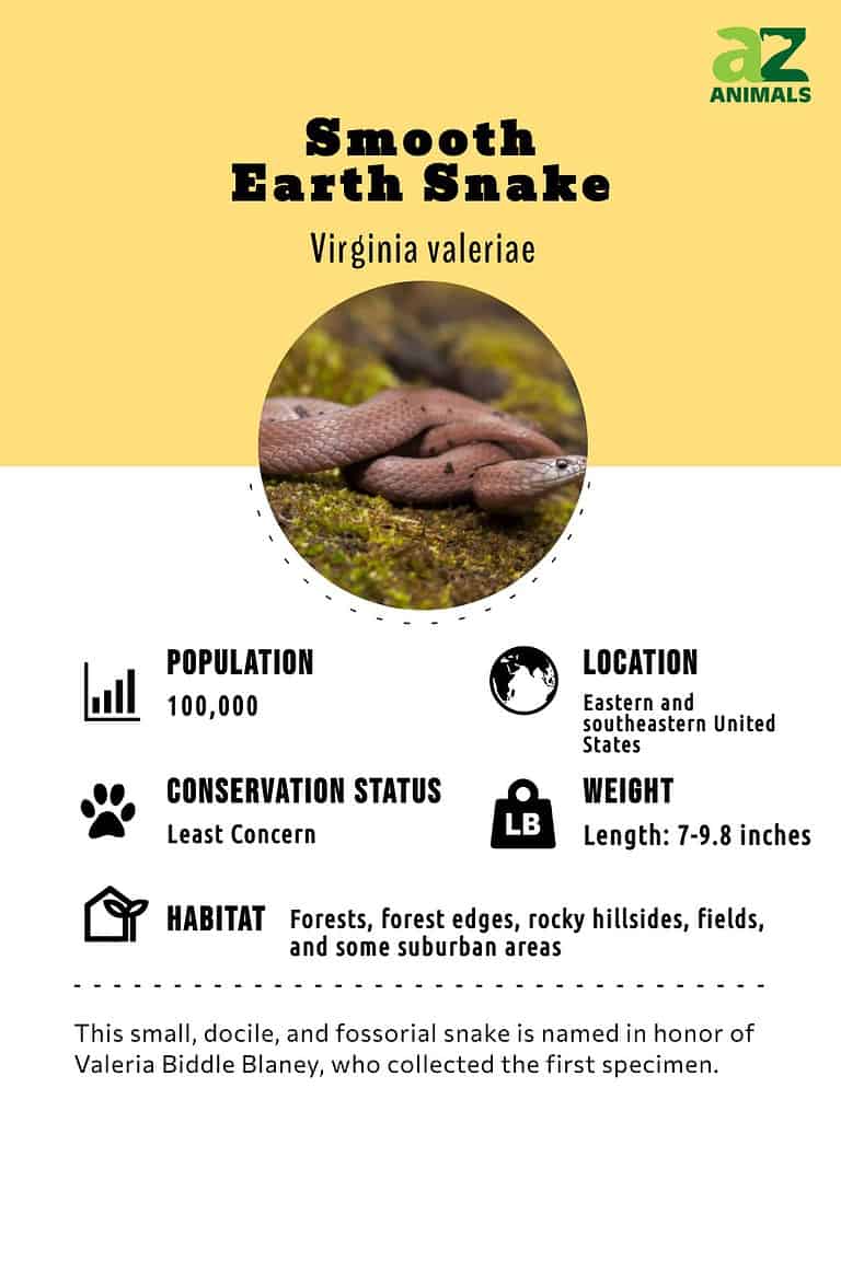 Smooth Earth Snake Animal Facts - Virginia valeriae - A-Z Animals