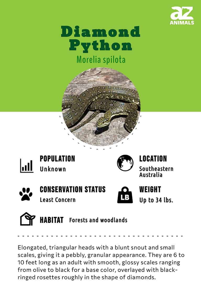 Diamond Python Animal Facts - A-Z Animals