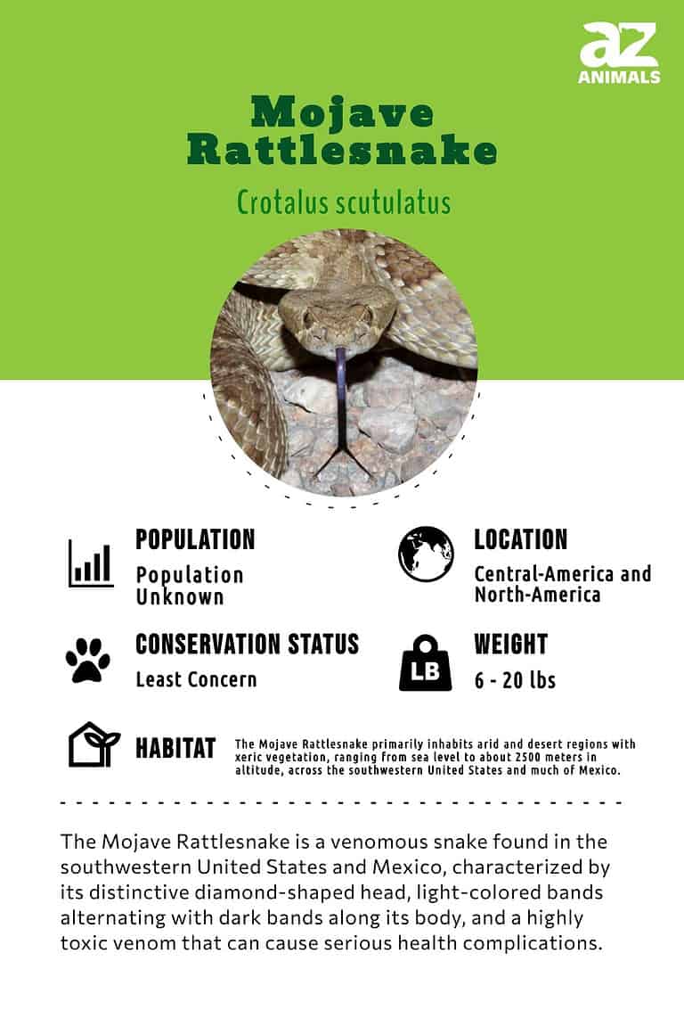 Mojave Rattlesnake Animal Facts - Crotalus scutulatus - A-Z Animals