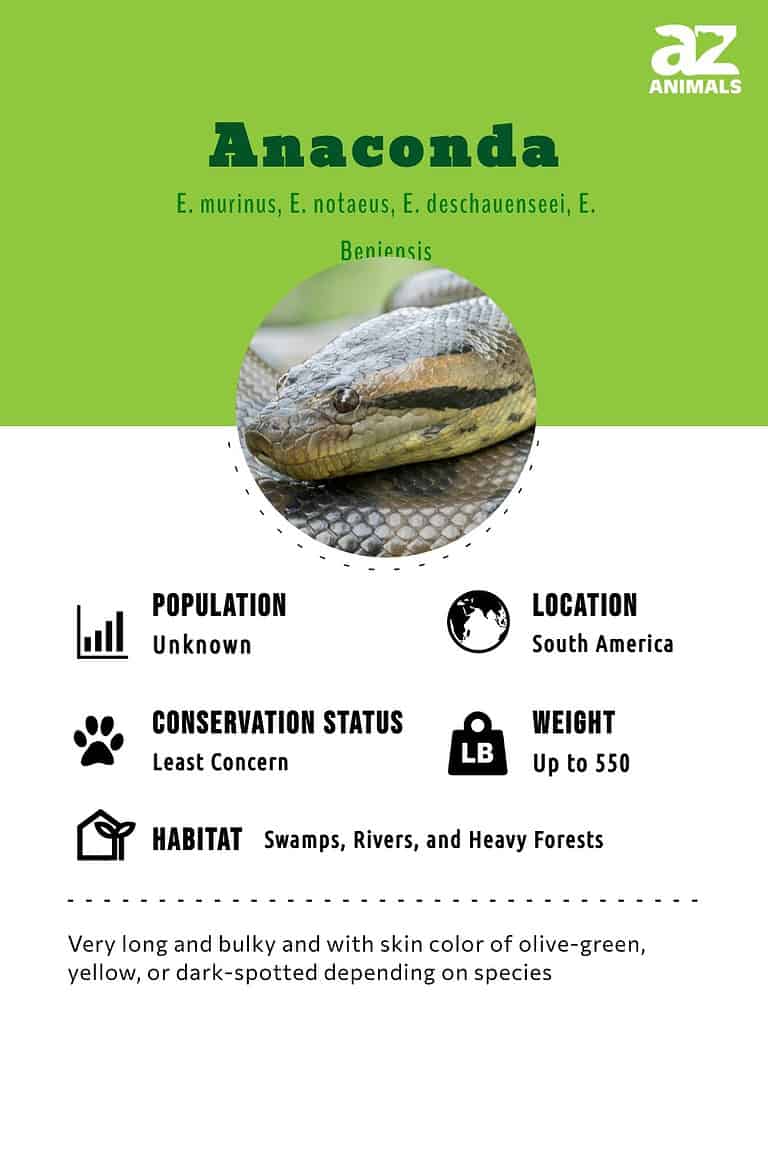 Anaconda Animal Facts - Eunectes - A-Z Animals