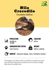 Nile Crocodile Animal Facts - Crocodylus niloticus - A-Z Animals