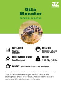 Gila Monster Animal Facts - Heloderma suspectum - A-Z Animals