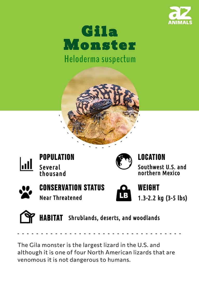 Gila Monster Animal Facts - Heloderma suspectum - A-Z Animals