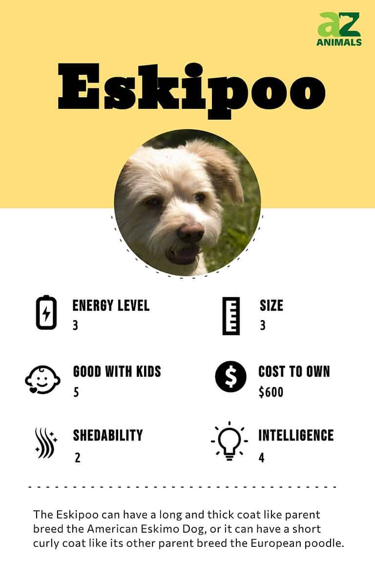 Eskipoo Dog Breed Complete Guide - A-Z Animals