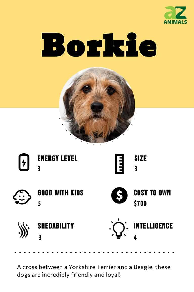 Borkie Dog Breed Complete Guide - A-Z Animals