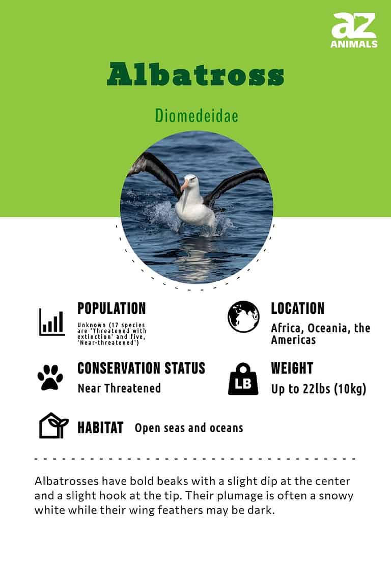 Albatross Animal Facts - Diomedeidae - A-Z Animals