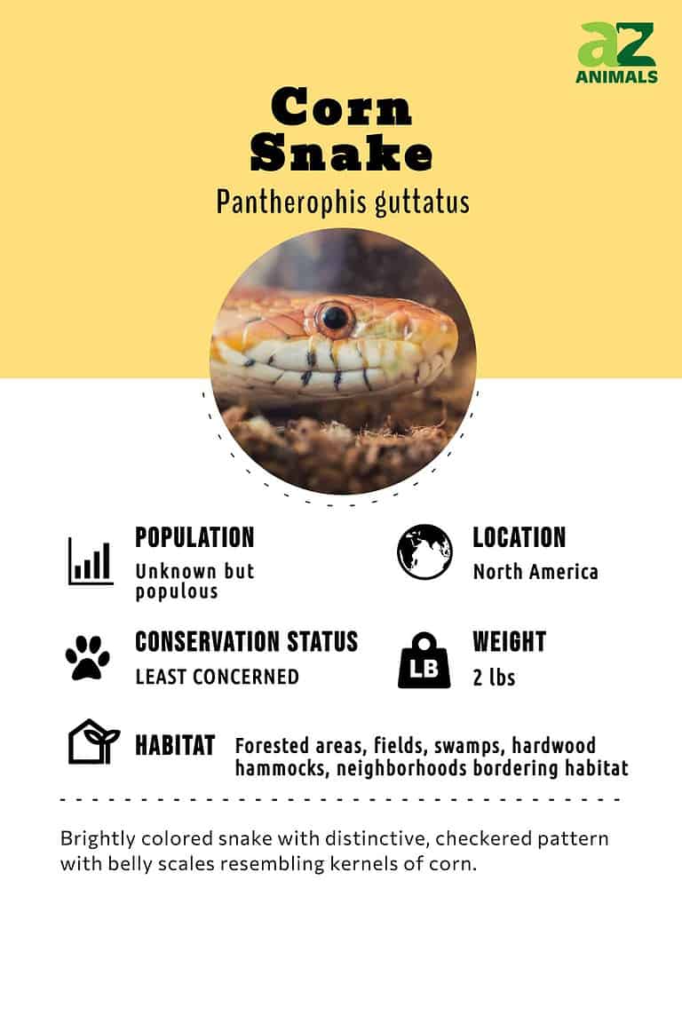 Corn Snake Animal Facts - P. guttatus - A-Z Animals