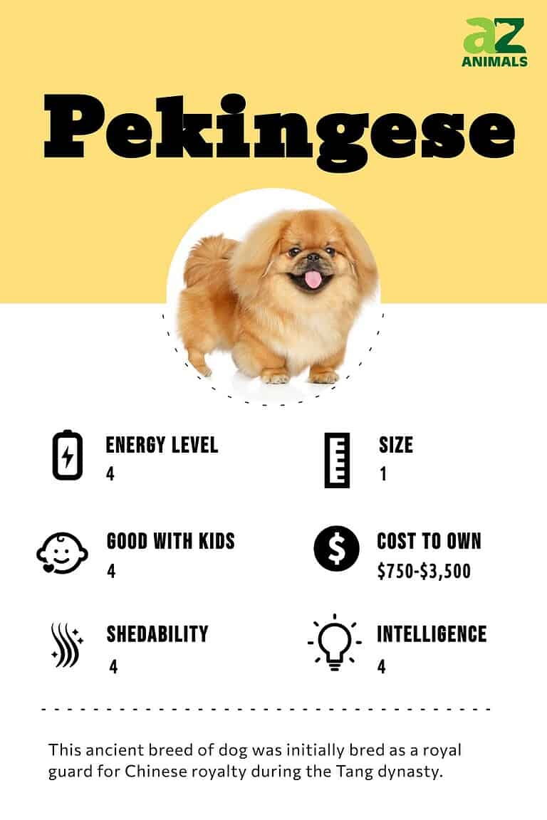 Pekingese Animal Facts - Canis lupus familiaris - A-Z Animals