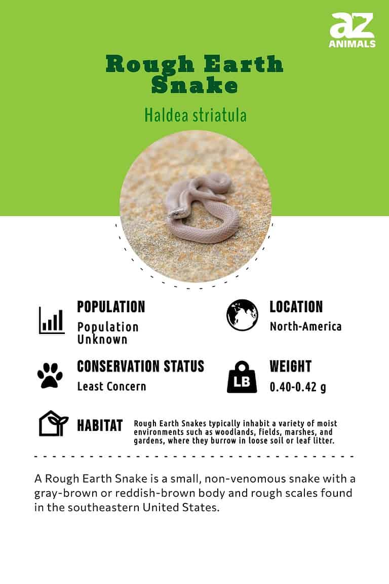 Rough Earth Snake Animal Facts - Haldea striatula - A-Z Animals