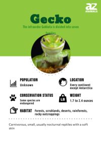 Gecko Animal Facts - Gekkonidae - A-Z Animals