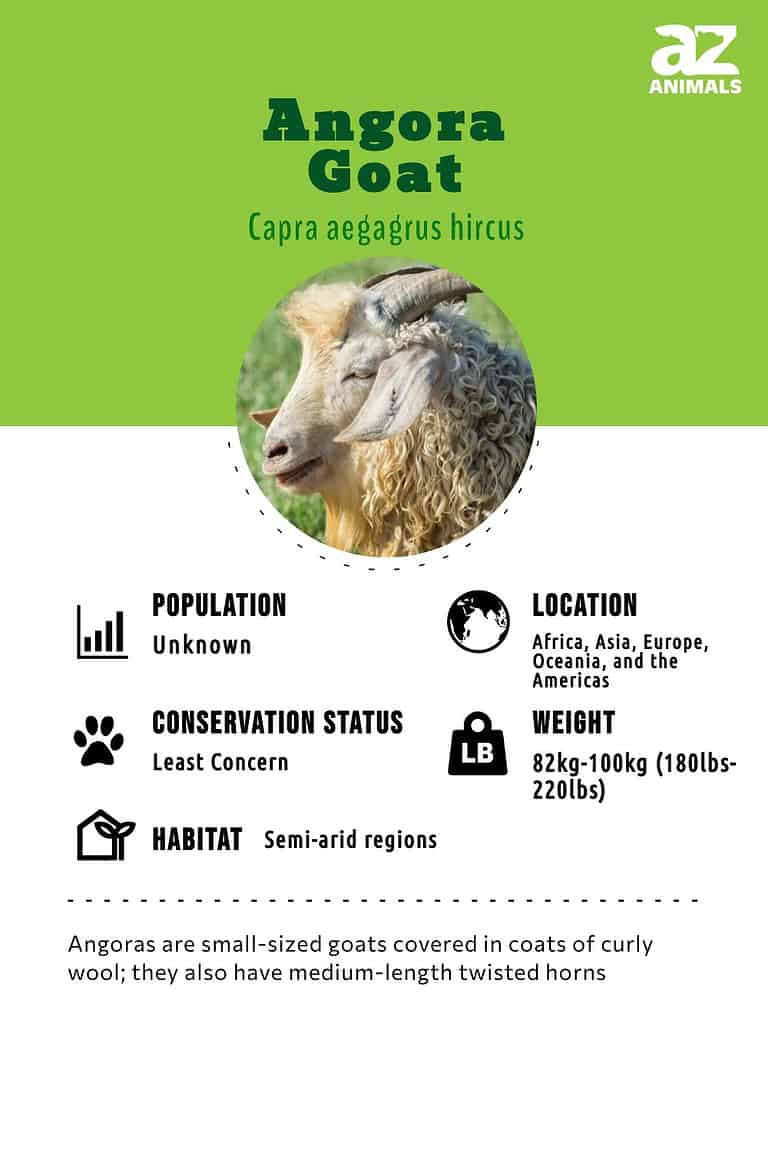 Angora Goat Animal Facts - Capra aegagrus hircus - A-Z Animals