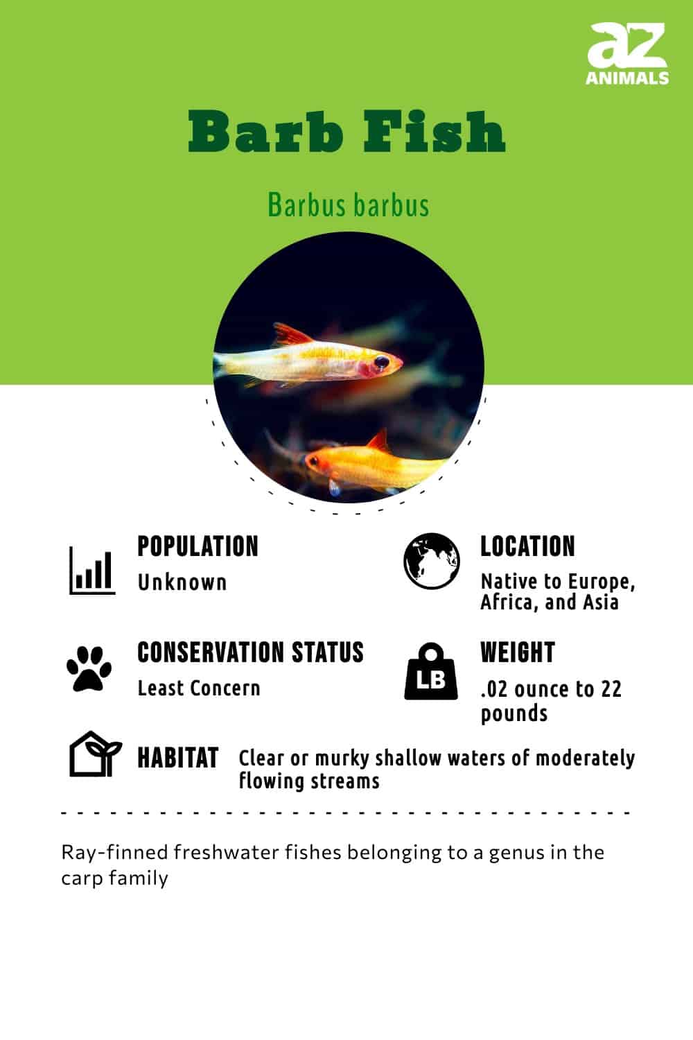 Barb Fish Facts - Barbus Barbus - A-Z Animals