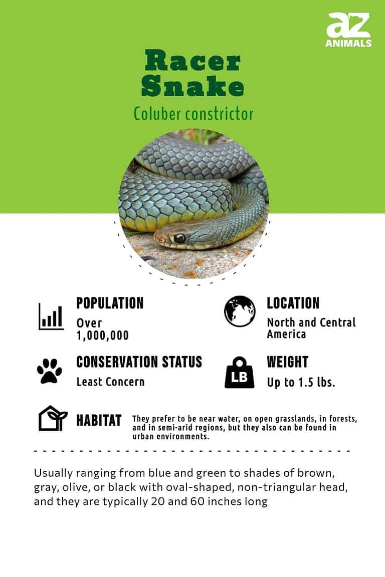 Racer Snake Animal Facts - Coluber constrictor - A-Z Animals