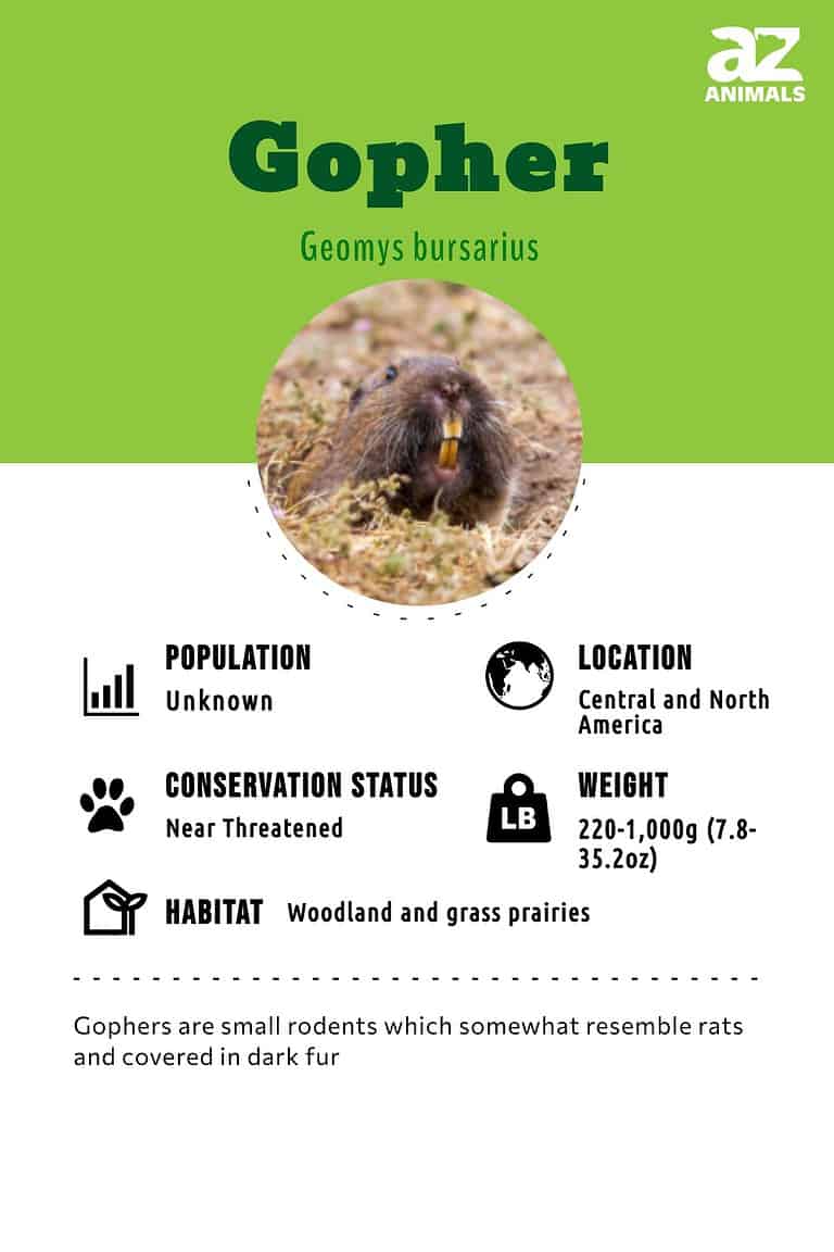 Gopher Animal Facts - Geomys bursarius - A-Z Animals