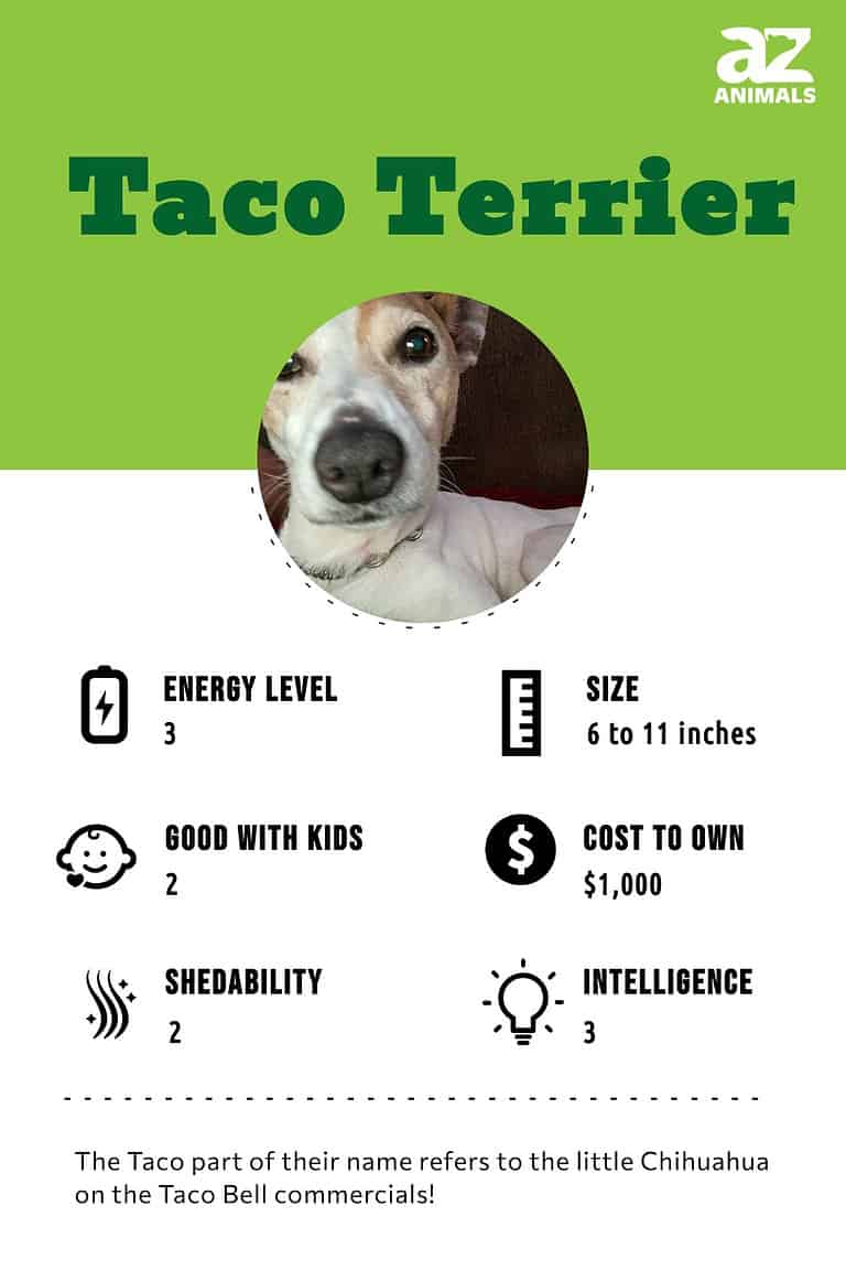 Taco Terrier Animal Facts - Canis lupus familiaris - A-Z Animals