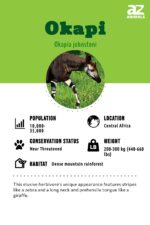 Okapi Animal Facts - Okapia johnstoni - A-Z Animals