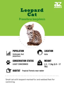 Leopard Cat Breed Complete Guide - A-Z Animals