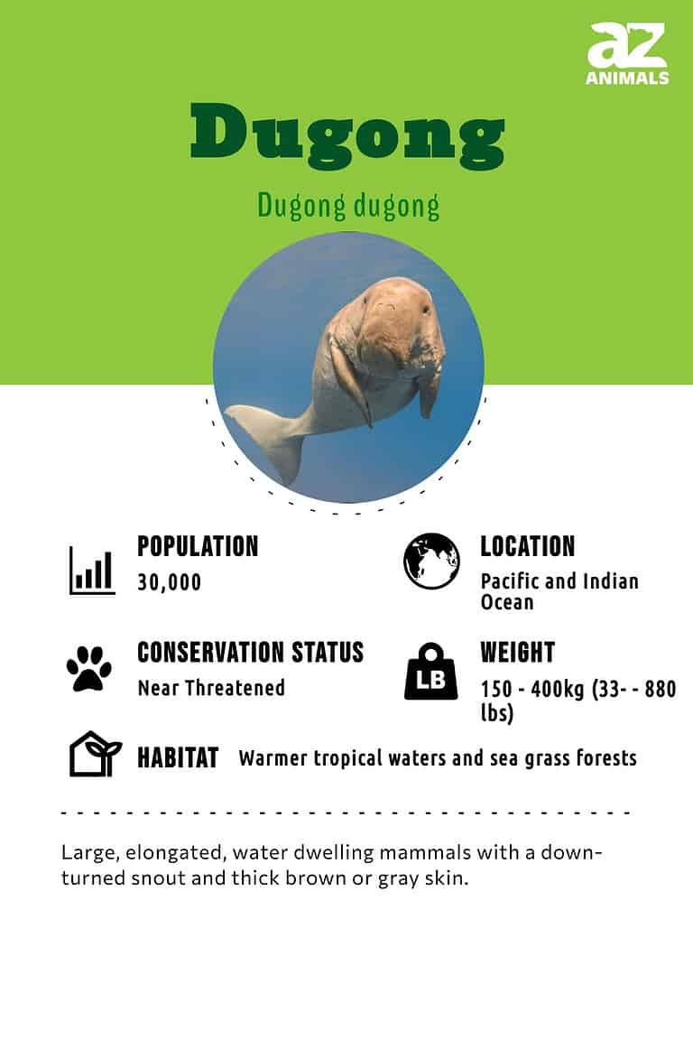Dugong Animal Facts - Dugong dugon - A-Z Animals