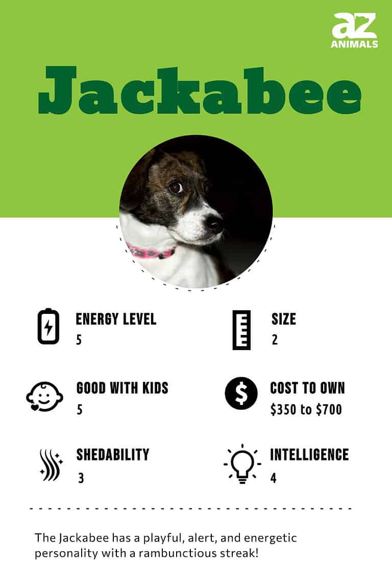 Jackabee Dog Breed Complete Guide - A-Z Animals