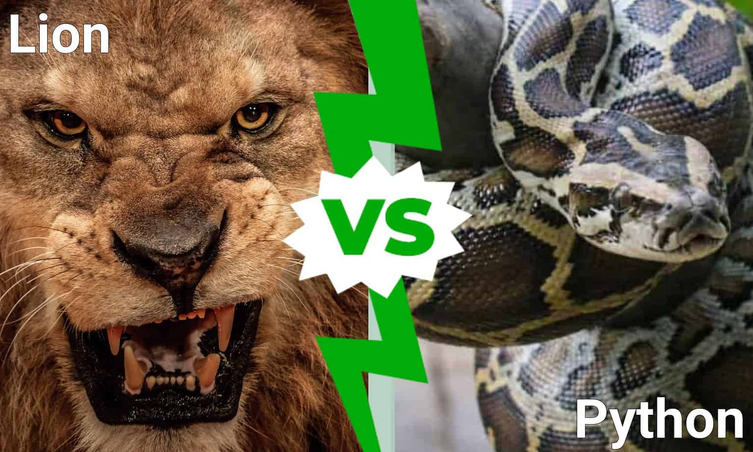Epic Battles: Python vs. Lion, Who Would Win? - A-Z Animals