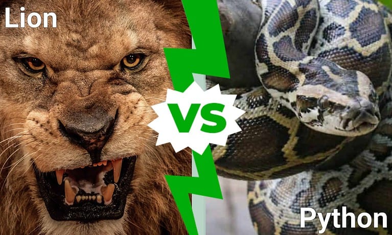 Epic Battles: Python vs. Lion, Who Would Win? - A-Z Animals
