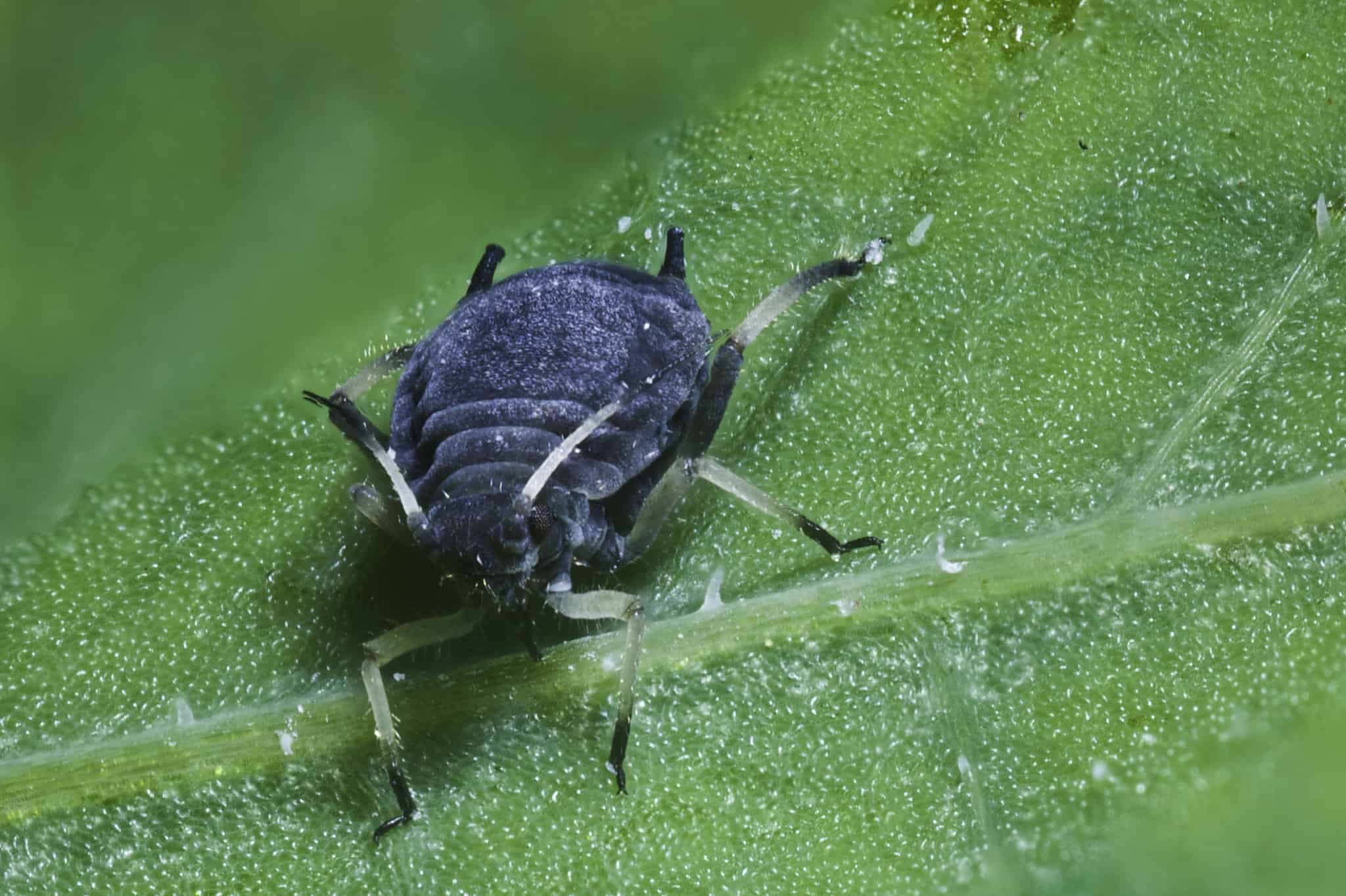 Black Aphids Insect Facts - A-Z Animals