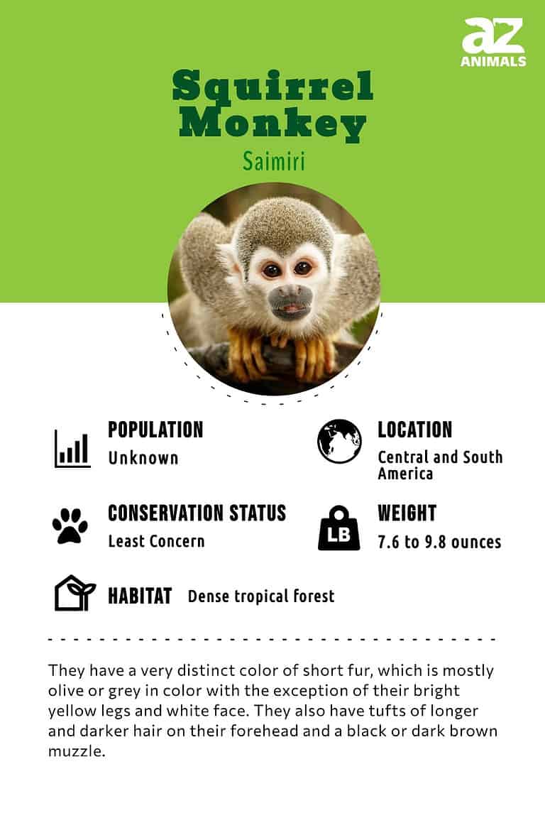Squirrel Monkey Animal Facts - Saimiri - A-Z Animals