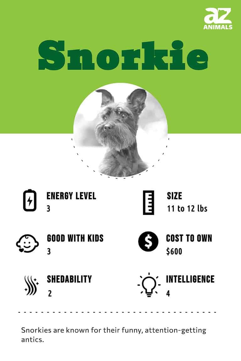 Snorkie Dog Breed Complete Guide - A-Z Animals
