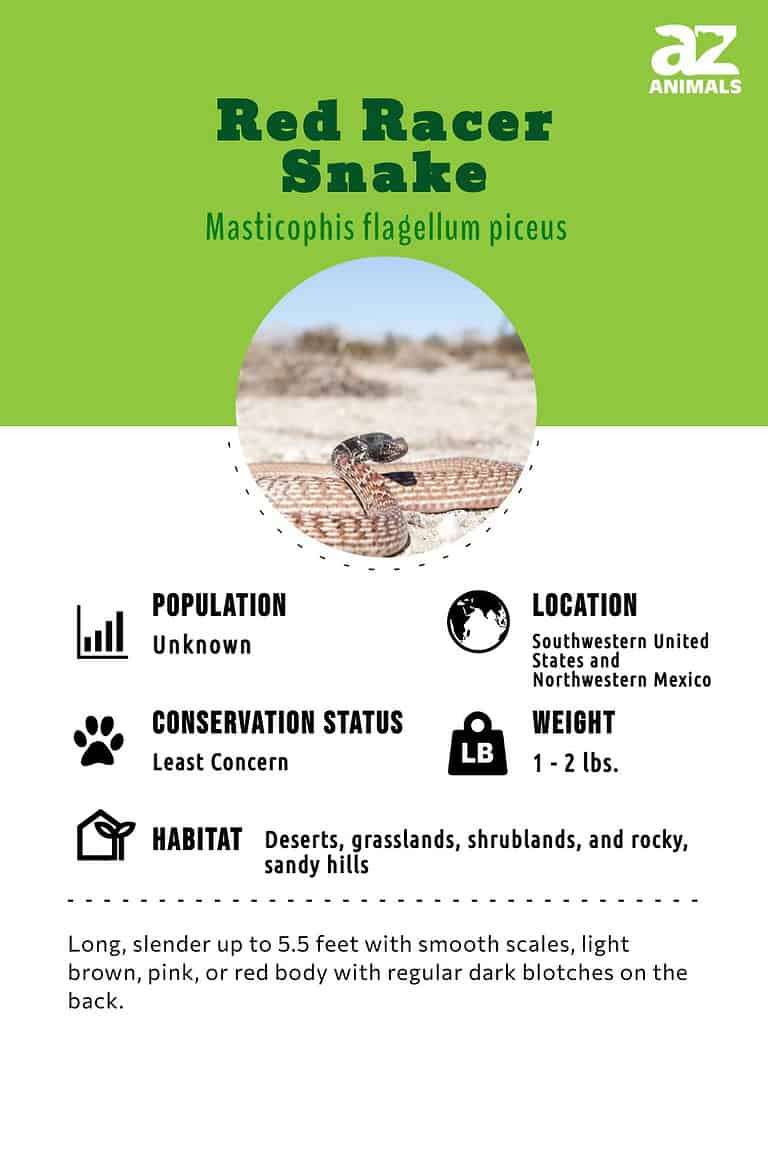 Red Racer Snake Animal Facts - Masticophis flagellum piceus - A-Z Animals