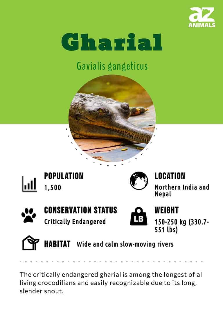 Gharial Animal Facts - Gavialis gangeticus - A-Z Animals