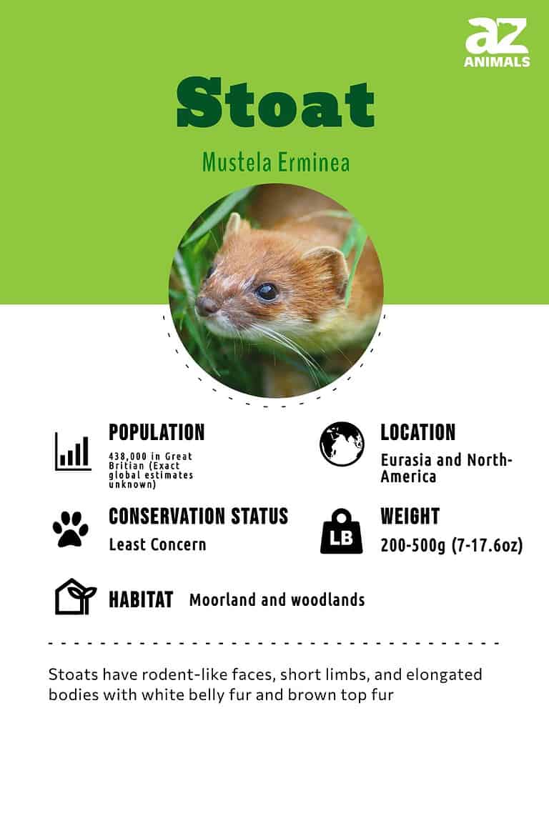 Stoat Animal Facts - Mustela Erminea - A-Z Animals