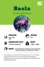 Saola Animal Facts - Pseudoryx nghetinhensis - A-Z Animals