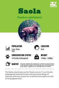 Saola Animal Facts - Pseudoryx nghetinhensis - A-Z Animals