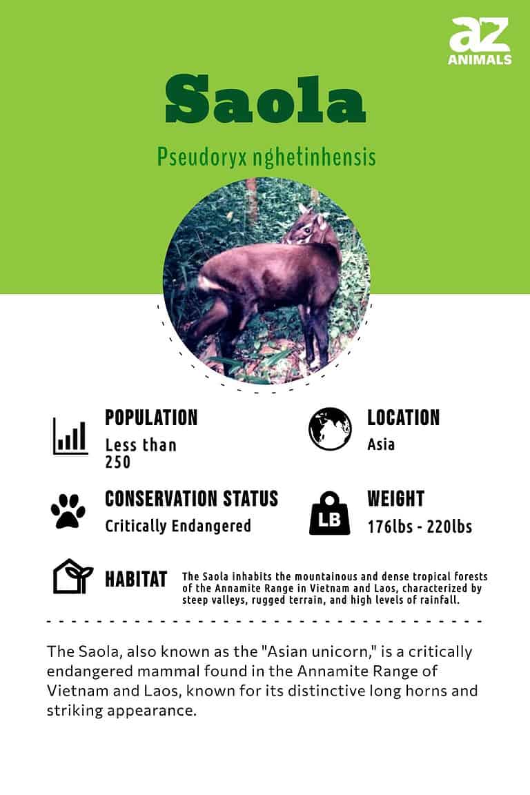 Saola Animal Facts - Pseudoryx nghetinhensis - A-Z Animals