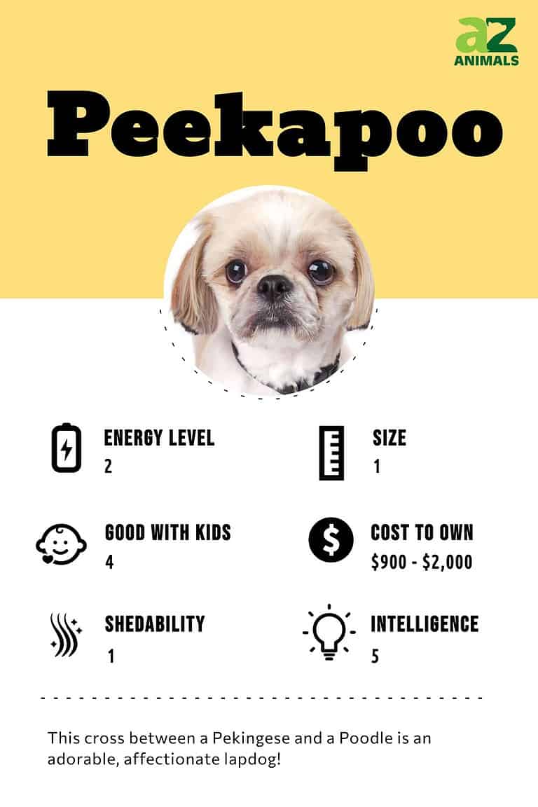 Peekapoo Dog Breed Complete Guide - A-Z Animals