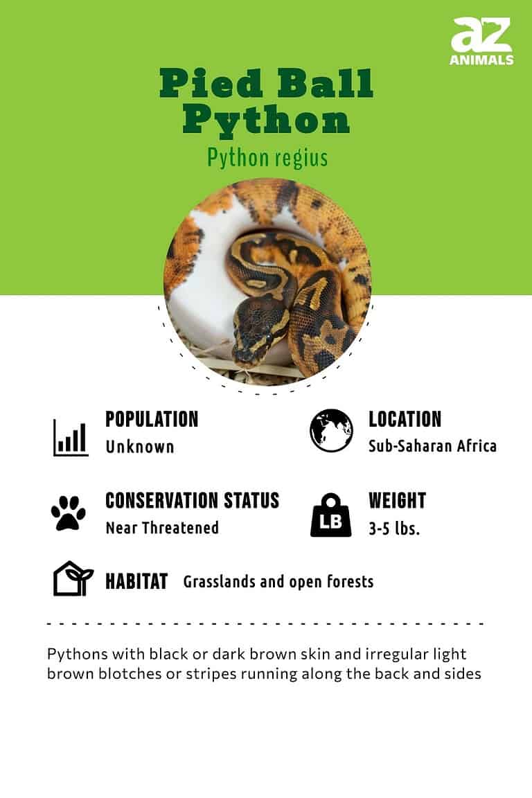 Pied Ball Python Animal Facts - Python regius - A-Z Animals