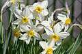 Discover These 9 Rare Types of Daffodils - A-Z Animals