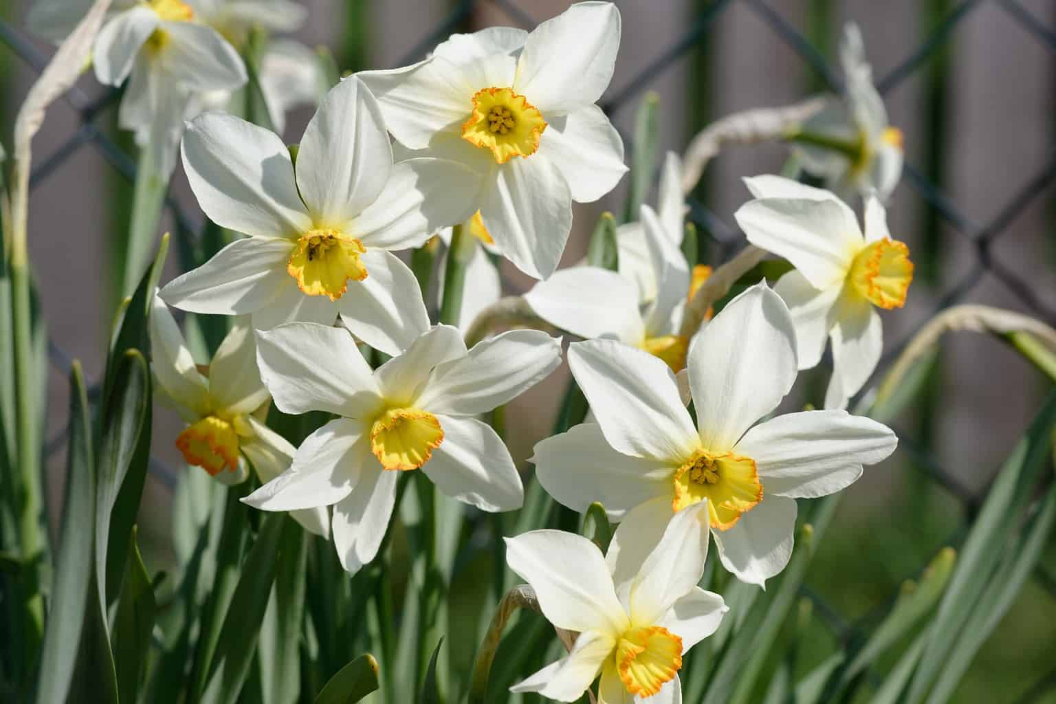 10 Types of Small-Cupped Daffodils - A-Z Animals